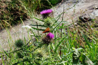 The effect and function of Feilian - The Plant Aide