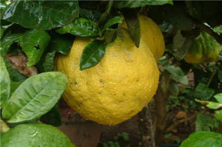 Effect and function of citron - The Plant Aide