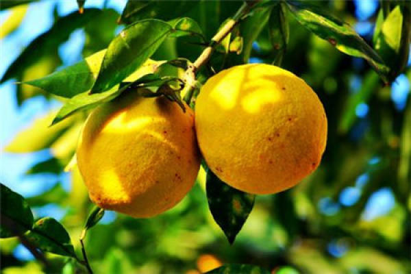 Effect and function of citron - The Plant Aide