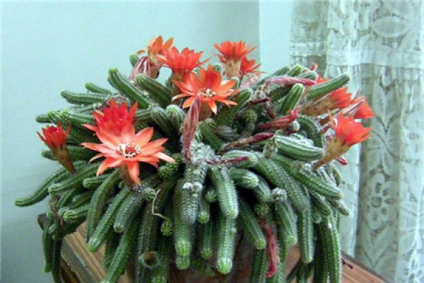 How to raise a cactus - The Plant Aide