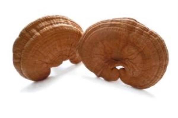 Effect and function of Ganoderma lucidum - The Plant Aide