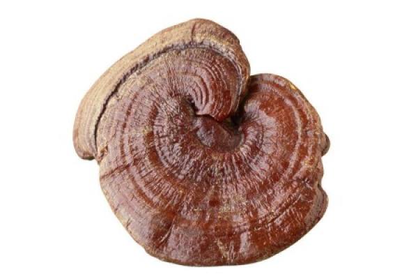 Effect and function of Ganoderma lucidum - The Plant Aide