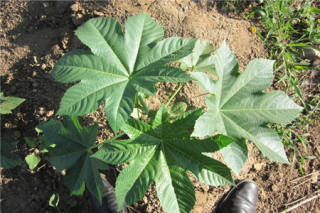 Effect and function of castor - The Plant Aide