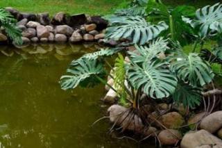 How to treat the anthrax of deliciosa plant - The Plant Aide