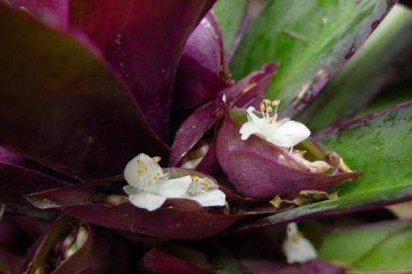 Are clam orchids well kept at home - The Plant Aide