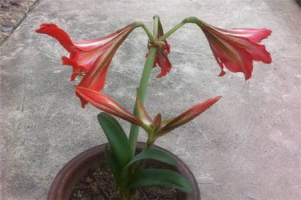 How to raise LAN - The Plant Aide