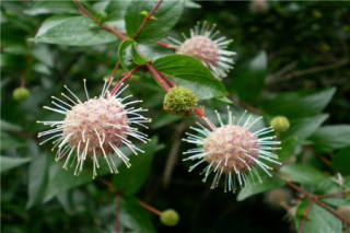Planting method of Myrica rubra - The Plant Aide
