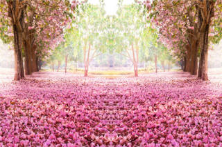 How to raise Nanking cherry trees - The Plant Aide