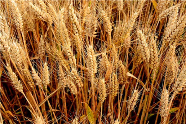 What are the grains - The Plant Aide
