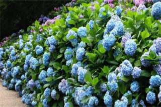Is Hydrangea poisonous - The Plant Aide