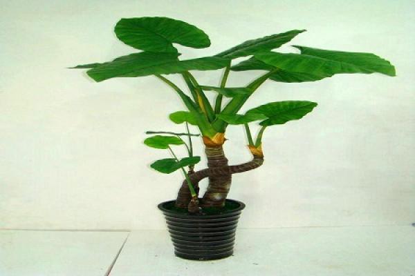 the-effect-and-function-of-dishui-guanyin-the-plant-aide