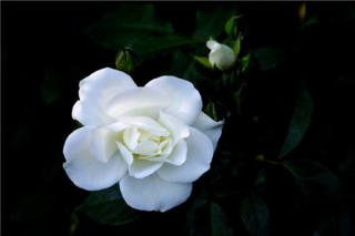 How to raise the White Rose - The Plant Aide
