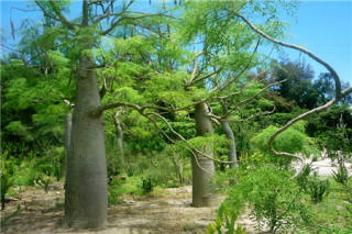 How to raise an elephant leg tree - The Plant Aide