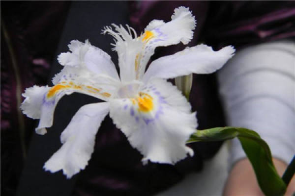 Planting method of cicada flower - The Plant Aide