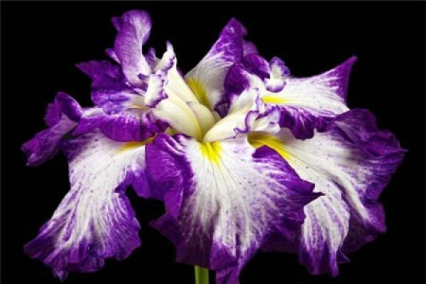 Planting method of cicada flower - The Plant Aide