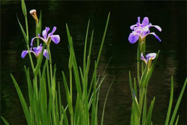 Planting method of cicada flower - The Plant Aide