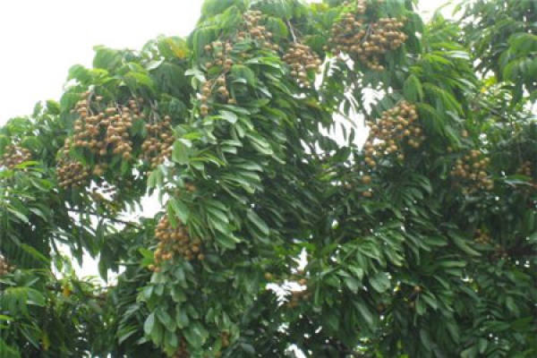 How do longan trees grow potted plants - The Plant Aide