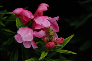 How to cultivate false dragon head flower - The Plant Aide