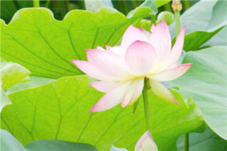 What kind of fish is suitable in the lotus pot - The Plant Aide
