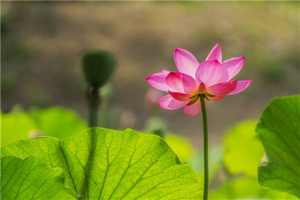 What kind of fish is suitable in the lotus pot - The Plant Aide