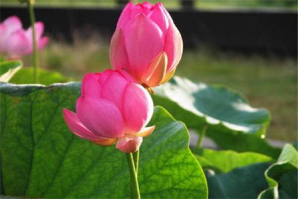 What kind of fish is suitable in the lotus pot - The Plant Aide