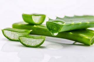 How to remedy aloe root rot - The Plant Aide