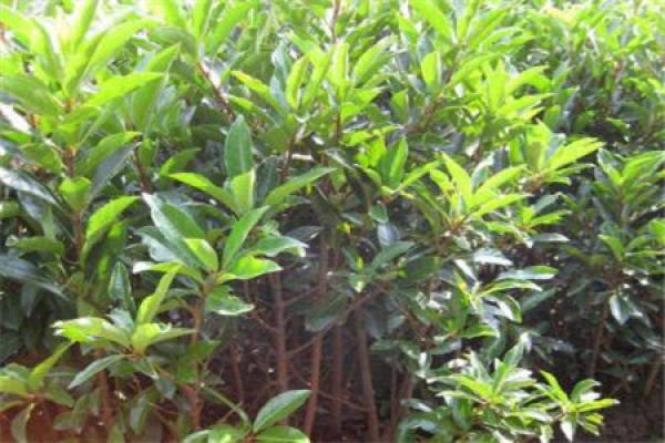 How to grow coral trees succulent - The Plant Aide