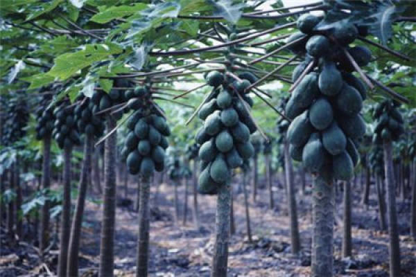 How to maintain papaya - The Plant Aide