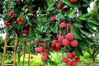 How to plant litchi trees - The Plant Aide