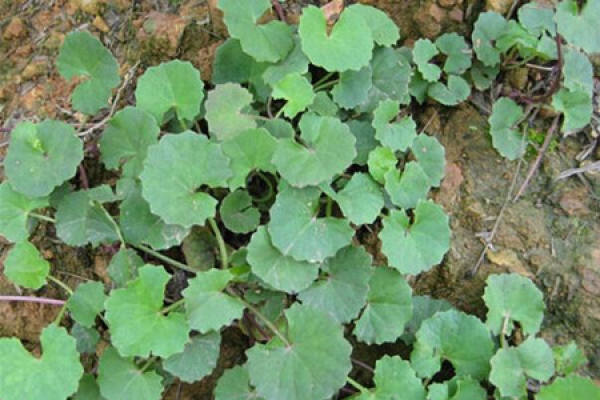 Effect and function of Herba Lysimachiae - The Plant Aide