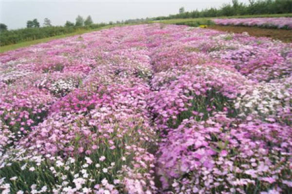 How to raise ground cover with Carnation - The Plant Aide