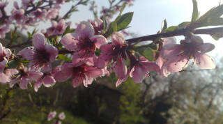 Effect and function of Primula angustifolia - The Plant Aide