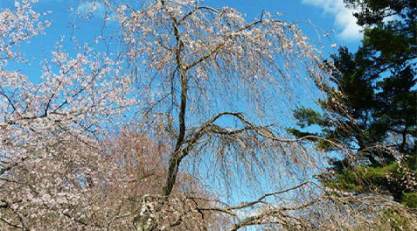 Effect and function of Primula angustifolia - The Plant Aide