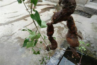 Effect and function of Polygonum multiflorum - The Plant Aide