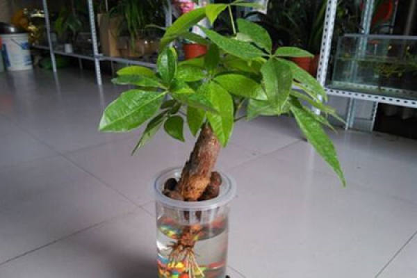 Can Money Tree be cutted for hydroponics - The Plant Aide