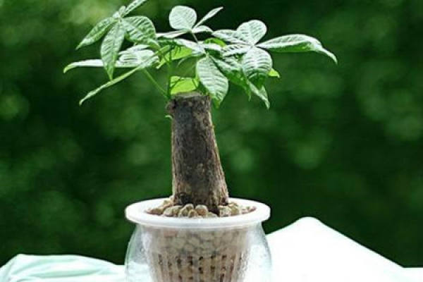 Can Money Tree be cutted for hydroponics - The Plant Aide