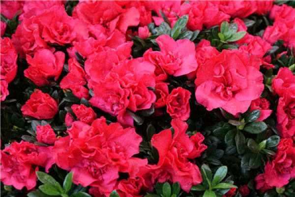 The difference between Rhododendron and YINGSHANHONG - The Plant Aide