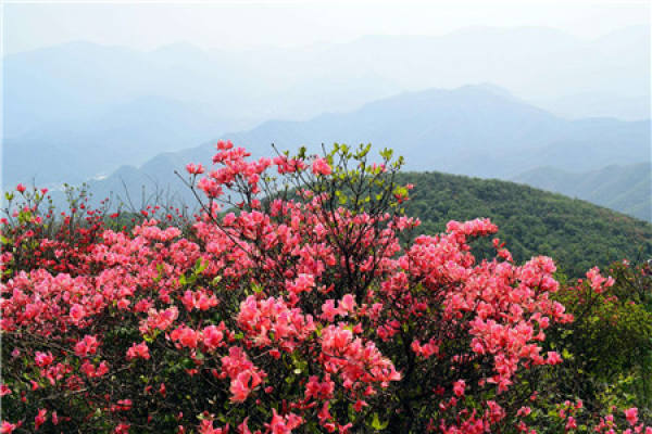 The difference between Rhododendron and YINGSHANHONG - The Plant Aide