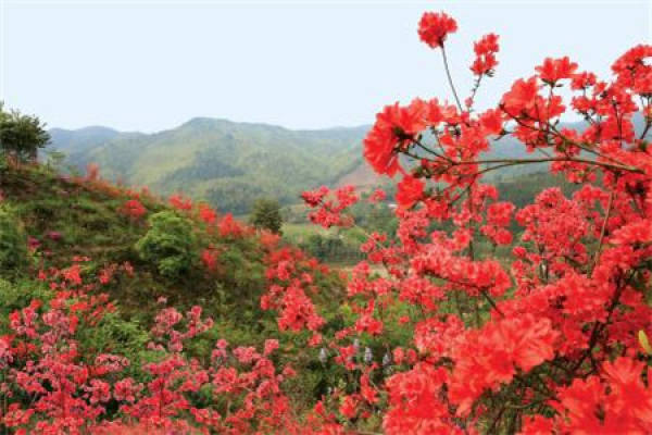 The difference between Rhododendron and YINGSHANHONG - The Plant Aide