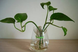 How to grow pothos in Hydroponics - The Plant Aide