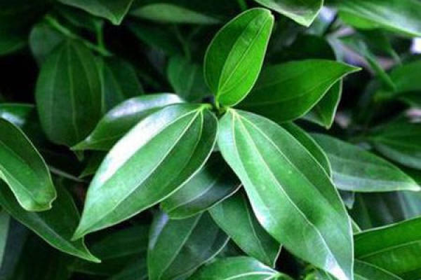 Can ping an tree be watered with beer - The Plant Aide