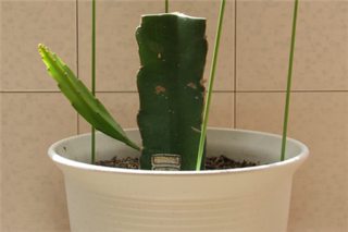 Planting technique of Pitaya - The Plant Aide