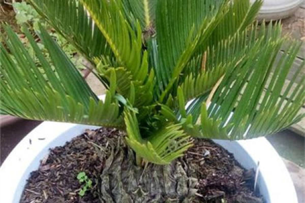 How to plant Cycas seeds - The Plant Aide