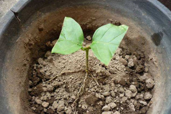 How long can the cuttage of jasmine take root - The Plant Aide