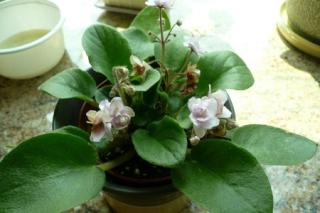 What to do if the violet leaves are rotten - The Plant Aide