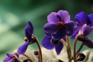 What about violet rotten root - The Plant Aide