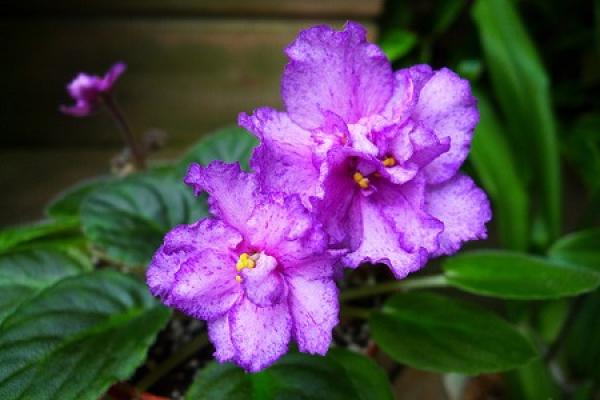 What about violet rotten root - The Plant Aide