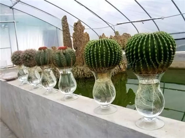 Rotten cactus, cut a knife and throw it into the water. All the bottles ...
