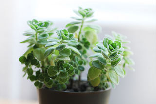 How to keep the joss sticks - The Plant Aide