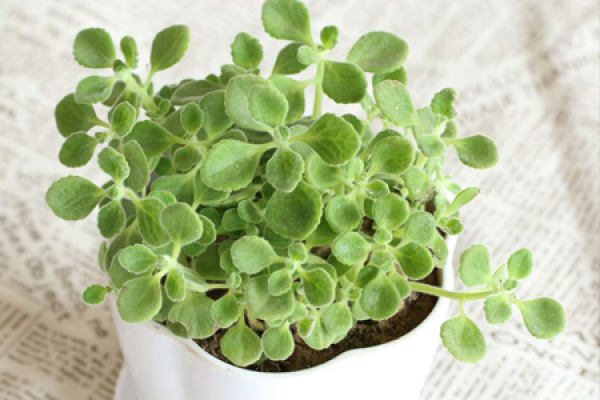 How to keep the joss sticks - The Plant Aide